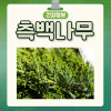 측백나무 효능 부작용 측백나무 열매 효능 네이버 블로그
